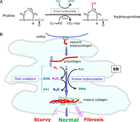 Proline Hydroxylation And The Maturation Of Collagen In The Er A