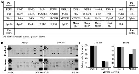 Metformin Met Inhibits The Levels Of P Egfr And P Igf 1r A