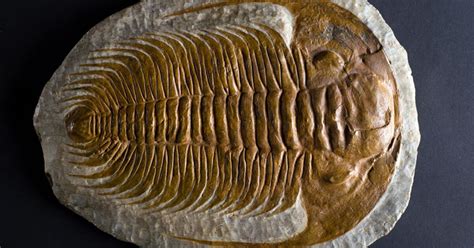 Trilobite Fossil