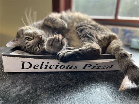 Kiki Wants Pizza Rcatsonpizza