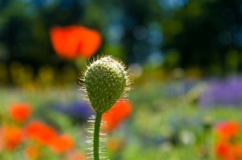 양귀비 꽃 이나 파파버 라와스 정원에서 양귀비 따뜻한 화창한 날에 이른 봄 밝은 아름 다운 배경 0명에 대한 스톡 사진 및 기타 이미지 Istock