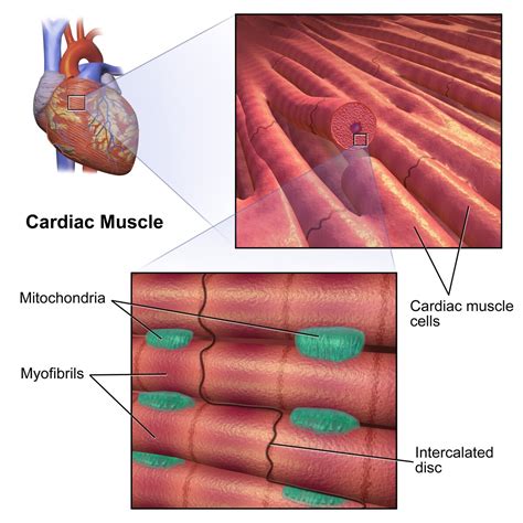 Cardiac Muscle Tissue