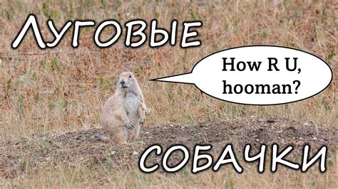 Луговые собачки - YouTube