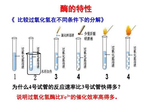 51 降低化学反应活化能的酶二word文档在线阅读与下载无忧文档