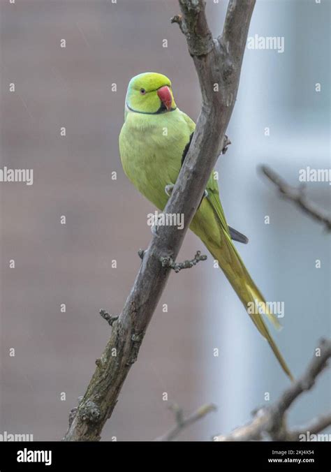 Rose Ringed Parakeet Psittacula Krameri Also Known As Ring Necked