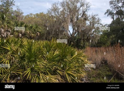 Spanish Moss Tillandsia Usneoides Growing On California Live Oaks