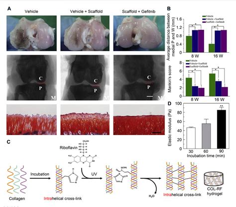 Figure 5 From Natural Biopolymer Scaffold For Meniscus Tissue Engineering Semantic Scholar