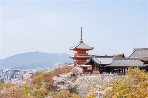 일본 교토 여행 청수사 기요미즈데라 일본 벚꽃 명소 개화 시기 네이버 블로그