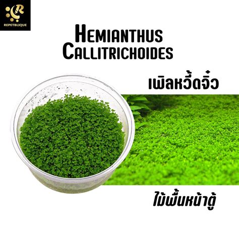 Hemianthus Callitrichoides เพิลหวี้ดจิ้ว Mini Pearl Weed ต้นไม้น้ำ ไม้