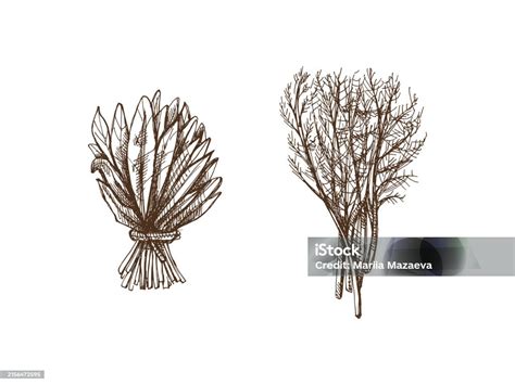 손으로 그린 흑백 벡터 스케치 무리의 그린 시금치 딜 낙서 빈티지 일러스트입니다 카페 및 라벨 메뉴 장식 새겨진 이미지 개체 그룹에 대한 스톡 벡터 아트 및 기타 이미지