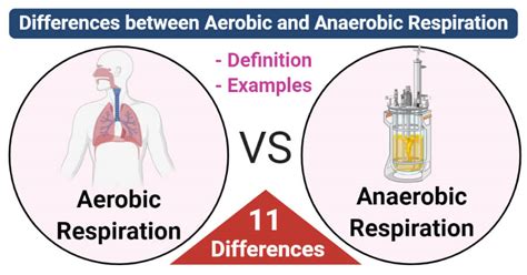 Aerobic Vs Anaerobic Venn Diagram Pin On Medical Drugs
