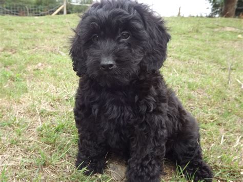 Teacup Cockapoo Puppies Black