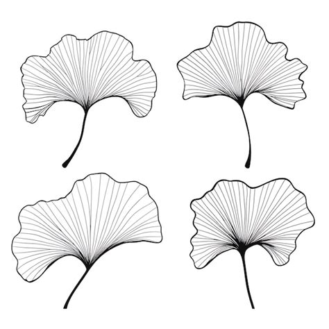 Folha De Ginkgo Desenhada à Mão Cores Pretas Em Fundo Branco Contorno
