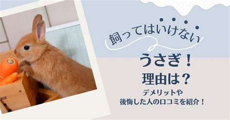 うさぎを飼ってはいけない理由は？デメリットや後悔した人の口コミを紹介！ 買ってはいけない＋