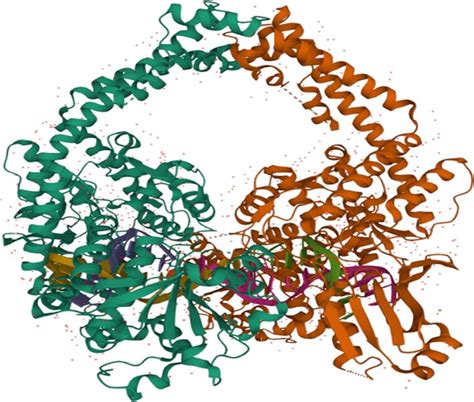 The Complex Of Human Topoisomerase Ii Beta With Dna And Etoposide Protein Download Scientific
