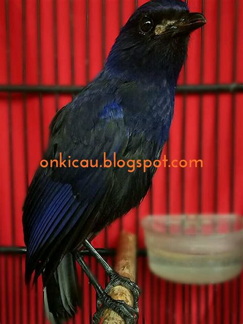Harga Burung Ciung Air 2020 Bongkar Hasil Borong Di Pasar Unboxing