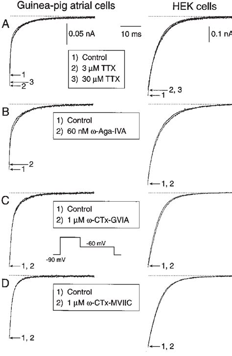 Ad Effects Of Toxins On Atrial T Type Ca 2 Current And On Ca V 32