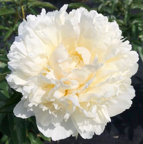 Henry Sass Peony Paeonia X Lactiflora Henry Sass Champlain