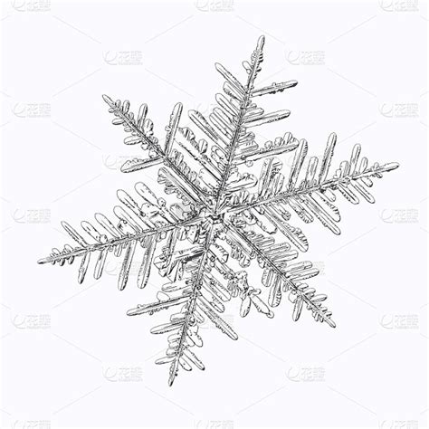 雪花孤立在白色的背景上
