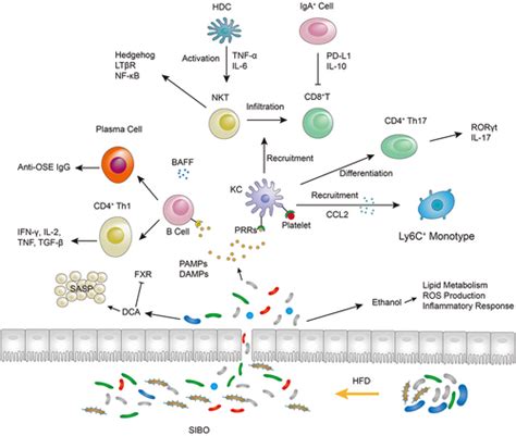 Full Article Pathogenesis Of NAFLD Related Hepatocellular Carcinoma