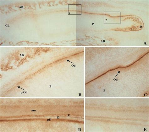 A E Immunolocalisation Of Osteoadherin Osad In Rat Incisor A A Download Scientific Diagram