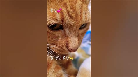 냥이 고양이 치즈냥이 턱시도냥이 반집냥이 마당냥이 냥이일상 쇼츠 Cat Catlife Catlover