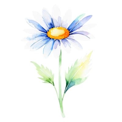 Daisy Flower Watercolor PNGs For Free Download Daisy Flower Watercolor PNGs For Free Download