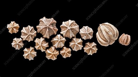 Fossil Blastoids Stock Image C0260225 Science Photo Library