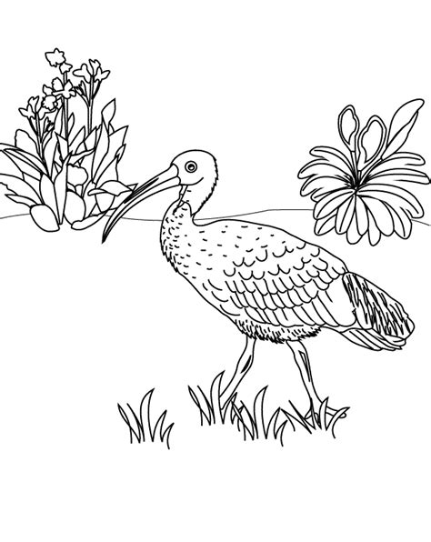 Cocrico Bird Coloring Page Coloring Pages