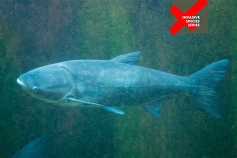 Outdoor Illinois Journal Multiple Agency Monitoring A Collaborative