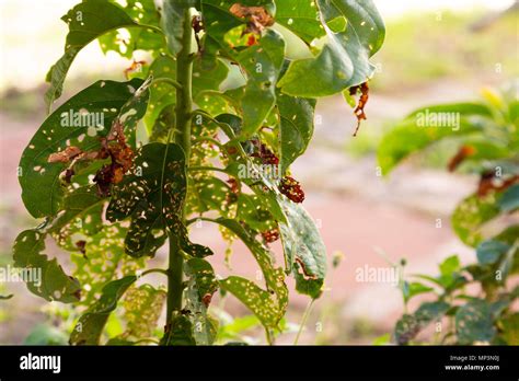Avocado Tree Leaves