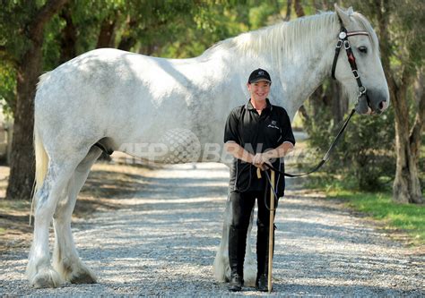 世界で一番大きなウマ、「ノディ」は体高2メートル オーストラリア 写真7枚 国際ニュース：afpbb News