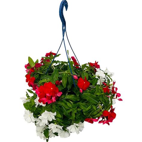 Vinca Trailing Duo Vinca Trailing Duo Mediterranean Red And White From