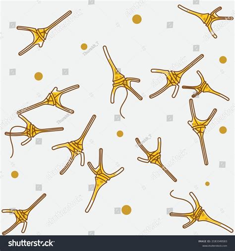 Dinoflagellates Labeled Diagram 17 Dinoflagellate High Res