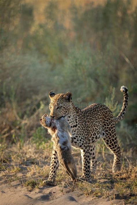 Leopard With A Dead Vervet Monkey Stock Image Image Of Predator