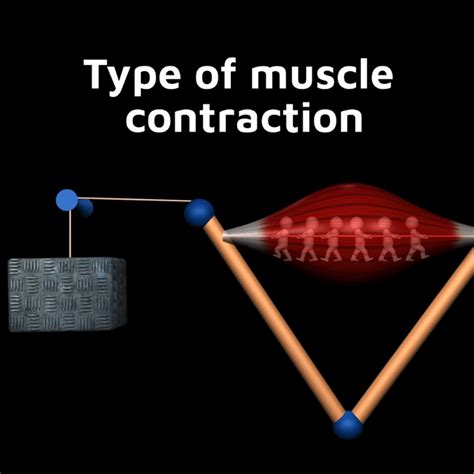 The Three Different Types Of Muscle Contractions Muscle And Motion