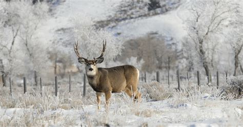 Guy Eastmans Top Wy Mule Deer Areas 2020 Eastmans Official Blog Mule Deer Antelope Elk