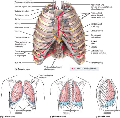 Lines Of Pleural Reflection