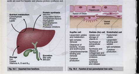 Anatomy And Physiology Of Liver And Biliart Tract Pptx Liver And