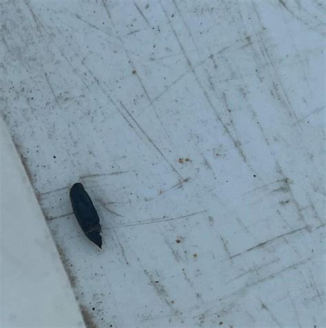 Pupa Identification Rmoths