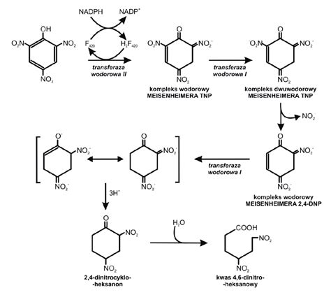Degradation Of 246 Trinitrophenol Hofmann 2003 Download