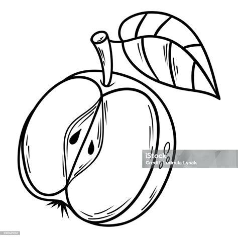 잎이 있는 과일 사과의 절반을 자릅니다 선형 손 그리기 윤곽선 벡터 일러스트 레이 션 색칠 공부 페이지 건강한 식생활에 대한 스톡 벡터 아트 및 기타 이미지 Istock