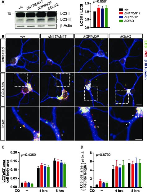 Autophagy Analyses A Western Blot Analysis Of Lc3 Levels In The