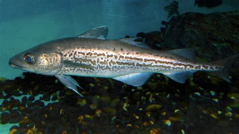 Five Facts About Wild Alaska Pollock Port Of Seattle