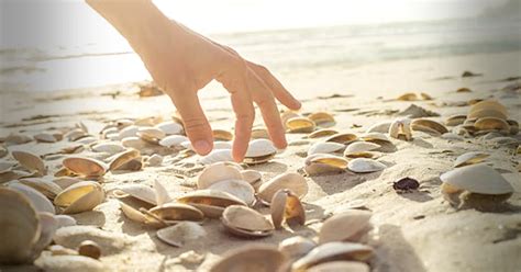 큰 조개 꿈 해몽 5가지 나오는 보는 잡는 줍는 캐는 먹는