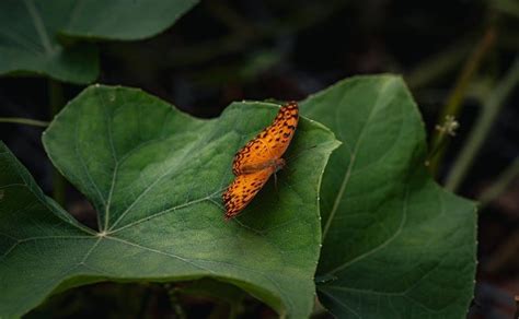 Insect Eggs Identification Guide Pictures And Tips