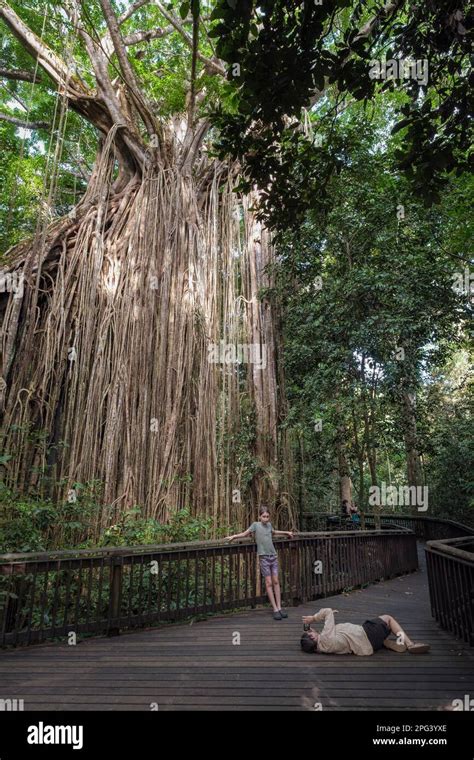 The Curtain Fig Tree Yungaburra Atherton Tablelands Queensland