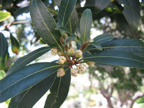 Trees Of Santa Cruz County Laurus Nobilis Grecian Laurel