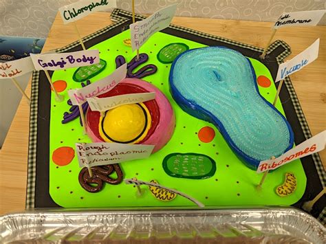 Plant Cell Model Project Shoebox