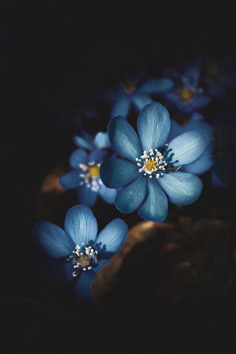 Spring Posters And Prints By Moody Flowers Photography Printler